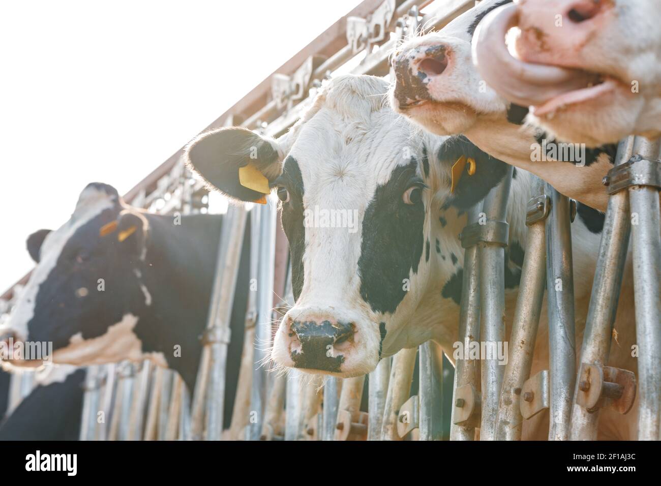 Black and white spotty cows on a farm Stock Photo - Alamy