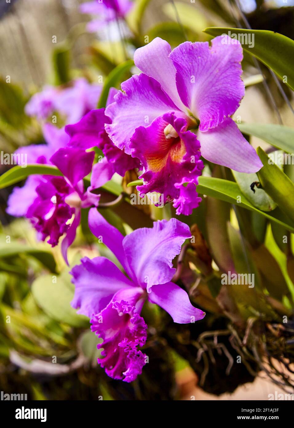 Purple orchids, Violet orchids. Orchid is queen of flowers. Orchid in ...