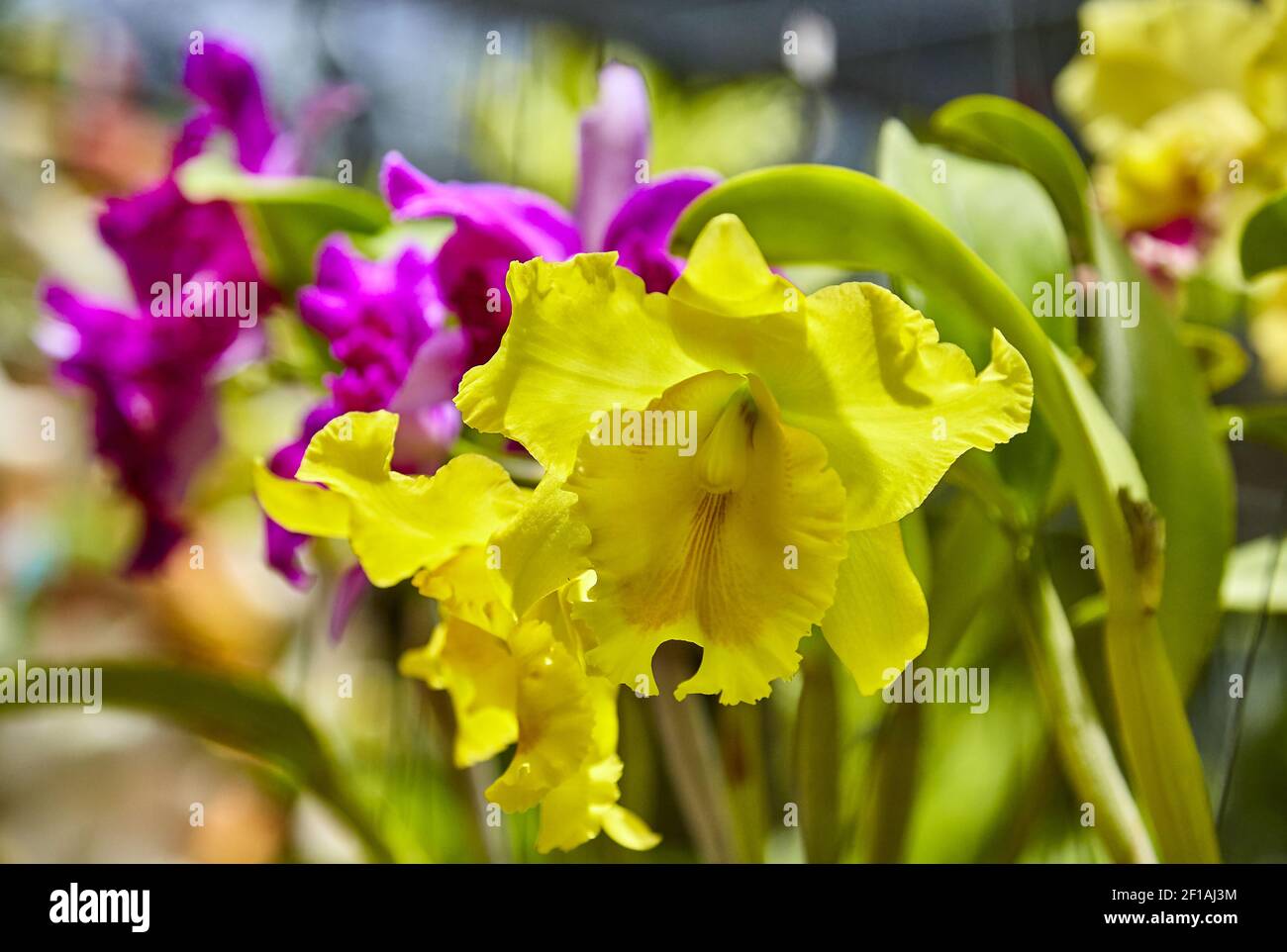 Purple orchids, Violet orchids. Orchid is queen of flowers. Orchid in ...