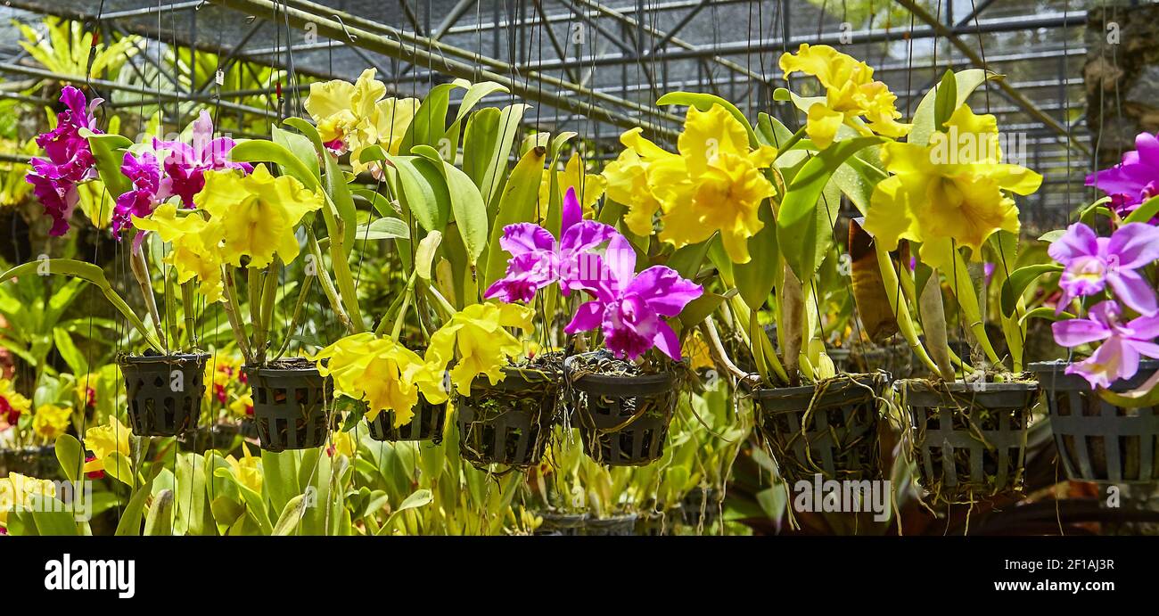Purple orchids, Violet orchids. Orchid is queen of flowers. Orchid in ...