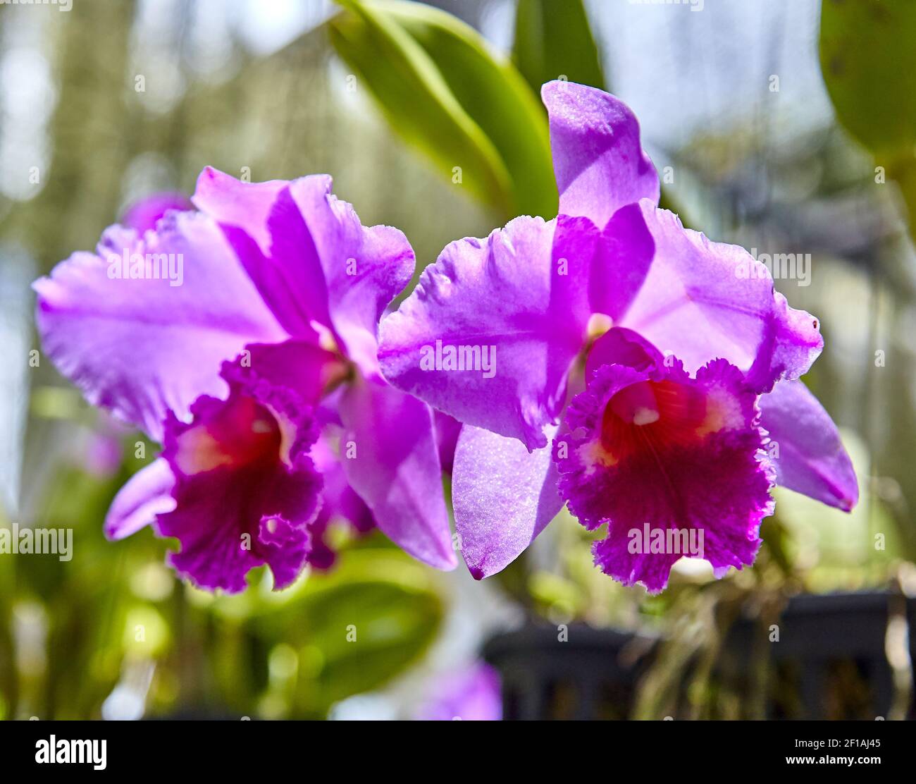 Purple orchids, Violet orchids. Orchid is queen of flowers. Orchid in ...