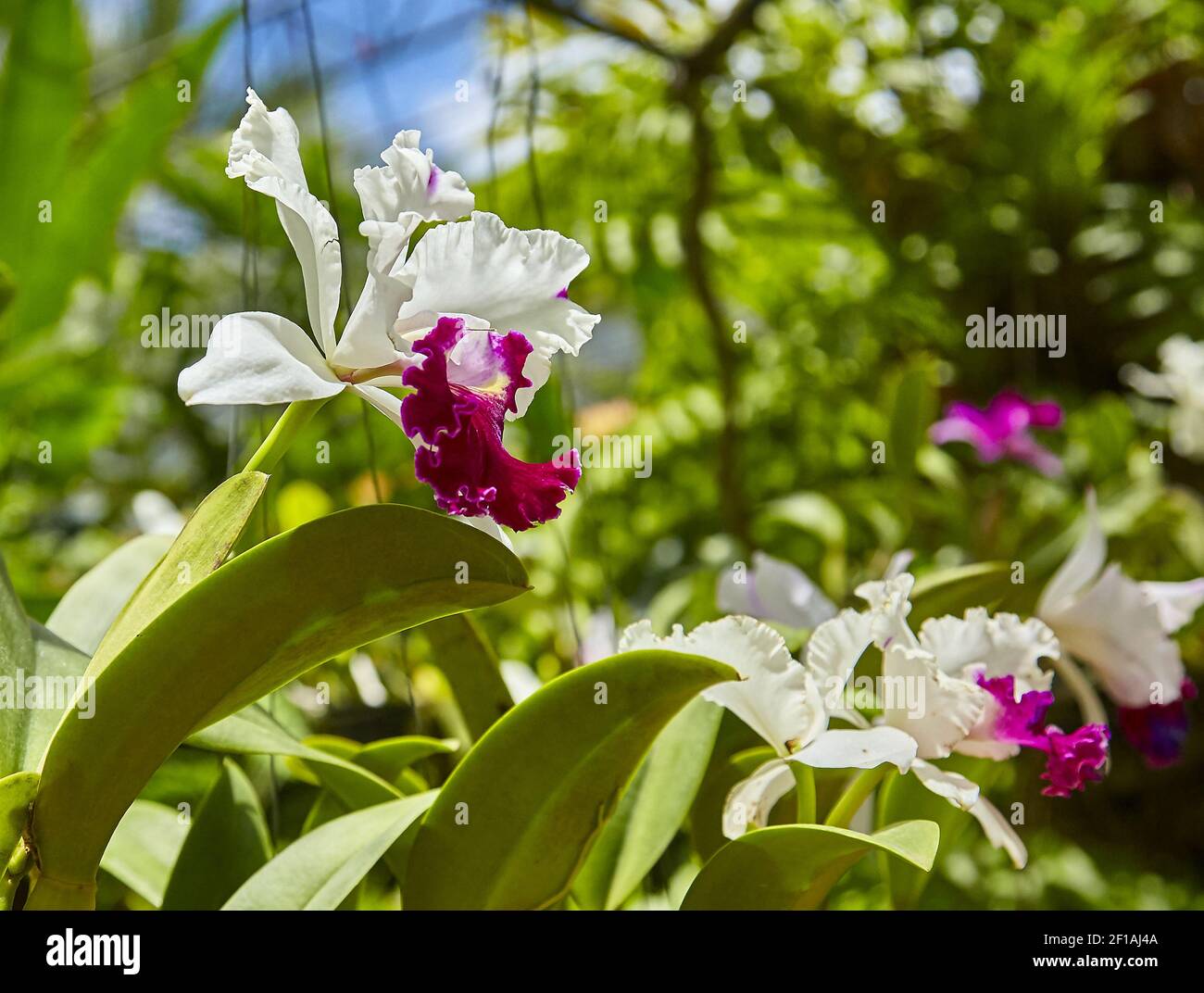 Purple orchids, Violet orchids. Orchid is queen of flowers. Orchid in ...