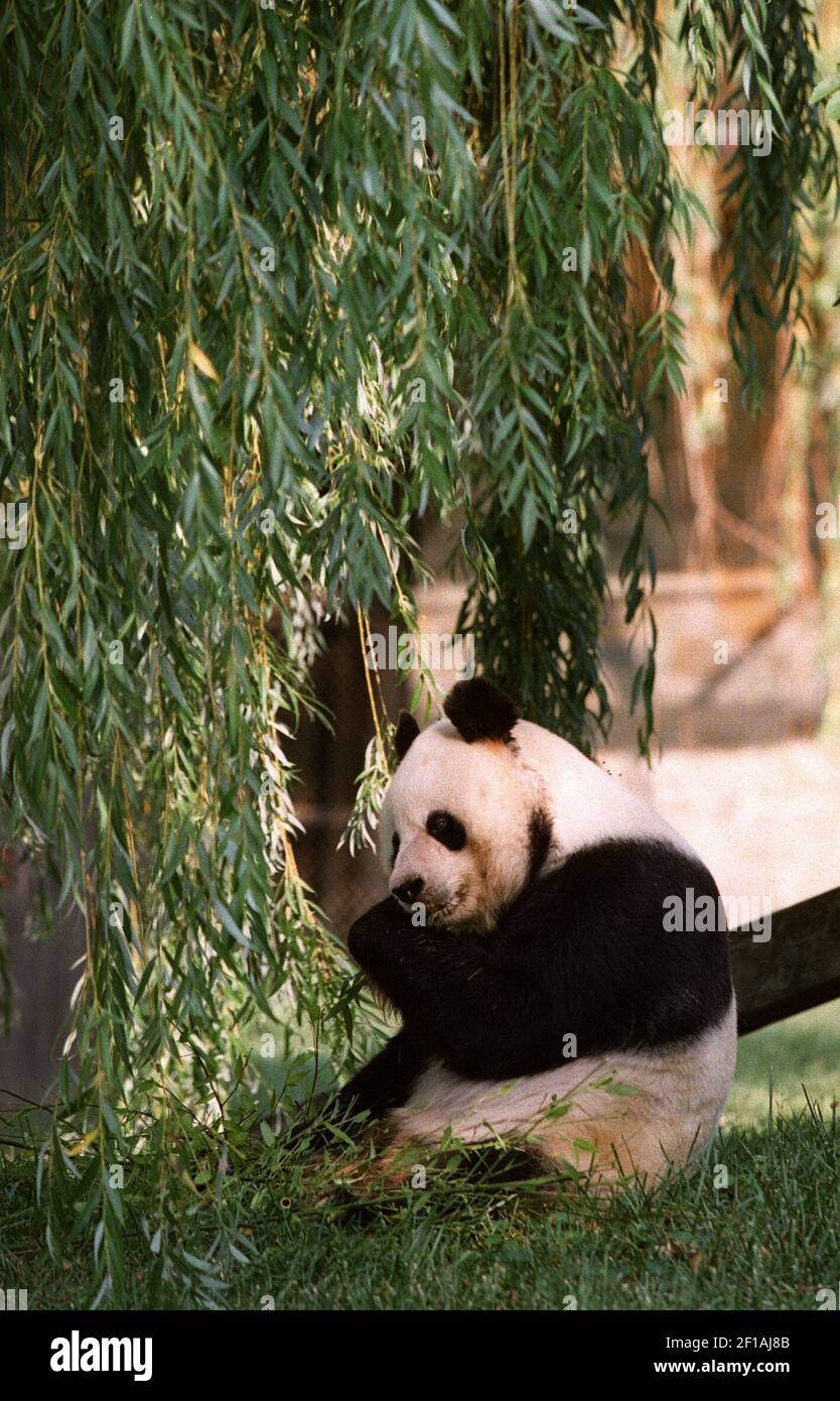 KRT US NEWS STORY SLUGGED: PANDA KRT PHOTO BY CHUCK KENNEDY/KRT (KRT113 ...