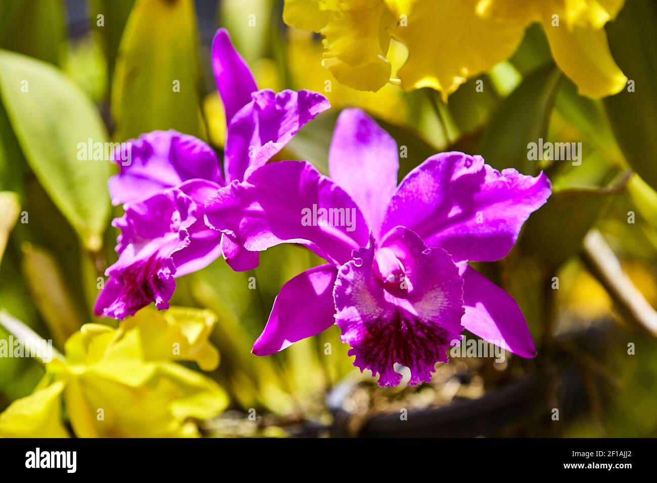 Purple orchids, Violet orchids. Orchid is queen of flowers. Orchid in ...