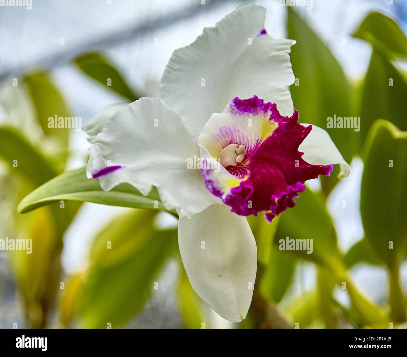 Purple orchids, Violet orchids. Orchid is queen of flowers. Orchid in ...