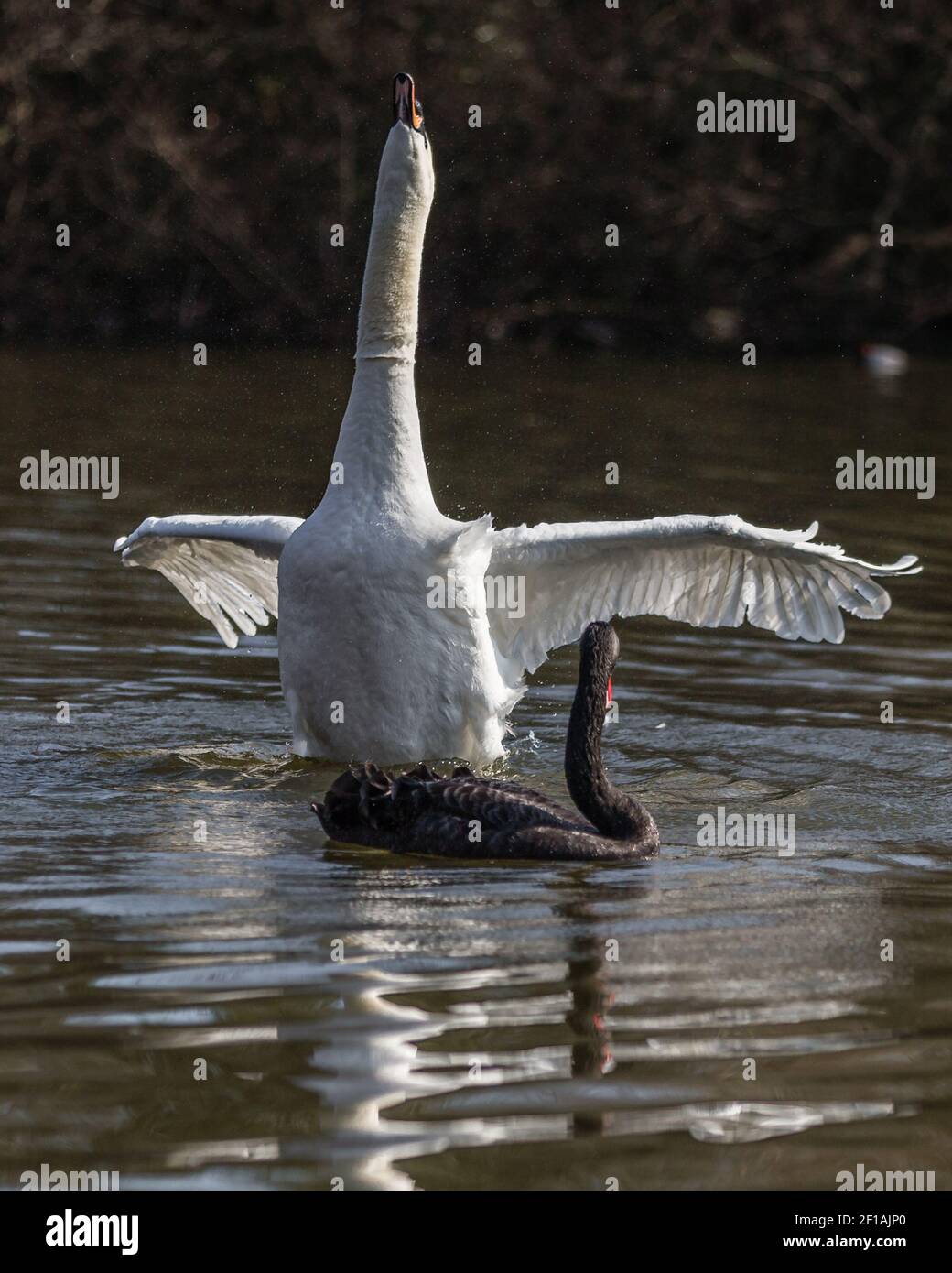 A black swan admires her mate, the white swan as he spreads his wings ...