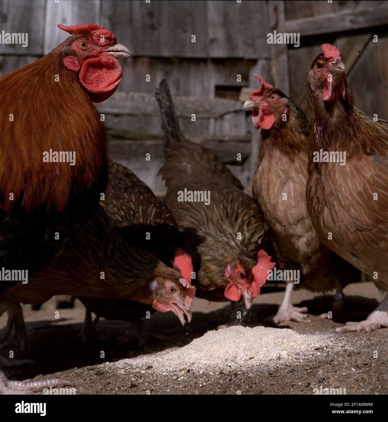 US NEWS STORY SLUGGED: ENV-HERITAGEBREEDS KRT PHOTOGRAPH BY THOMAS CORDY/HARTFORD COURANT (May ...