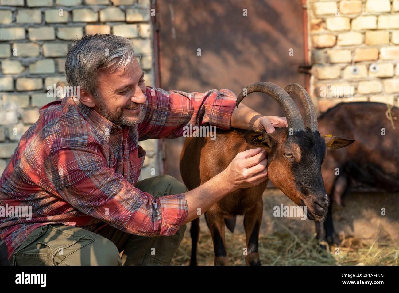 Smiling Mature Farmer Cuddling a Goat. Animal Husbandry Concept. A ...