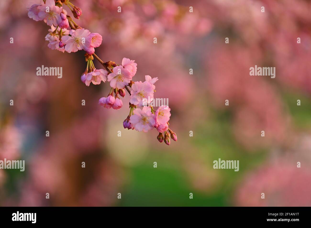 Spring background. Beautiful flowering tree with natural colors Stock ...