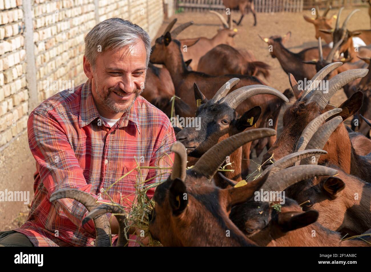 Smiling Mature Farmer Hand Feeding Goats in an Outdoor Enclosure ...