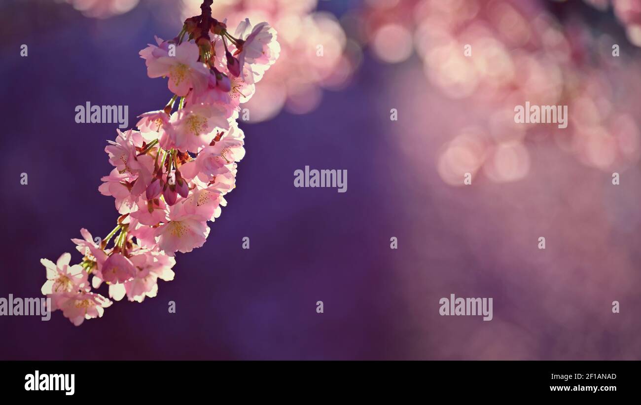 Spring background. Beautiful flowering tree with natural colors Stock ...