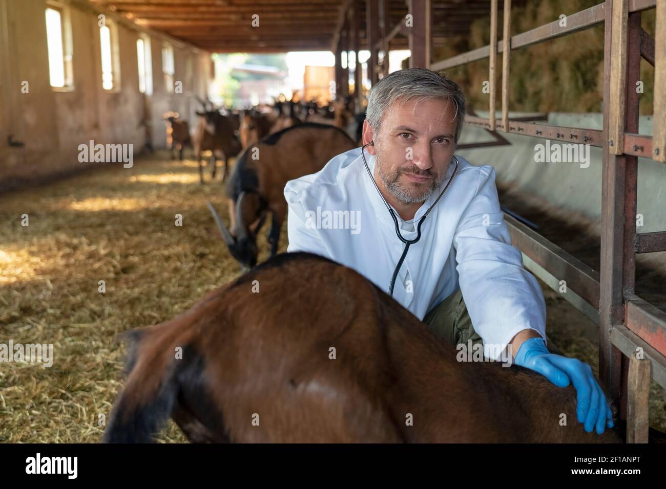 Vet Doctor Listening Goat's Heart Beating with Stethoscope ...