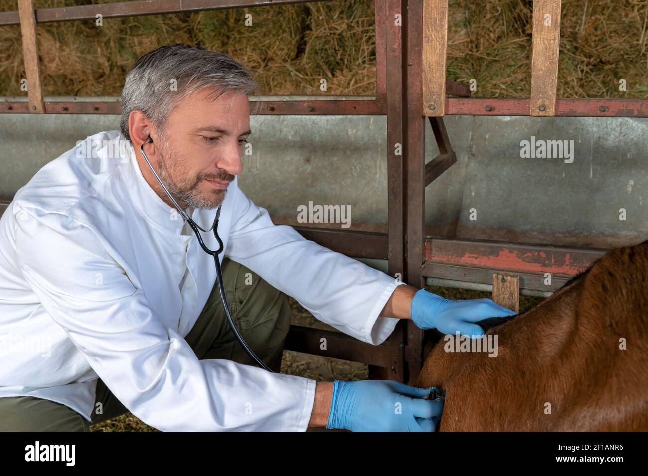 Senior Vet Doctor Listening Goat's Heart Beating with Stethoscope ...