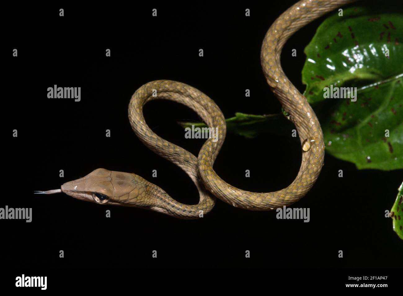 A tan morph of the Asian vine snake (Ahaetulla prasina) an arboreal ...