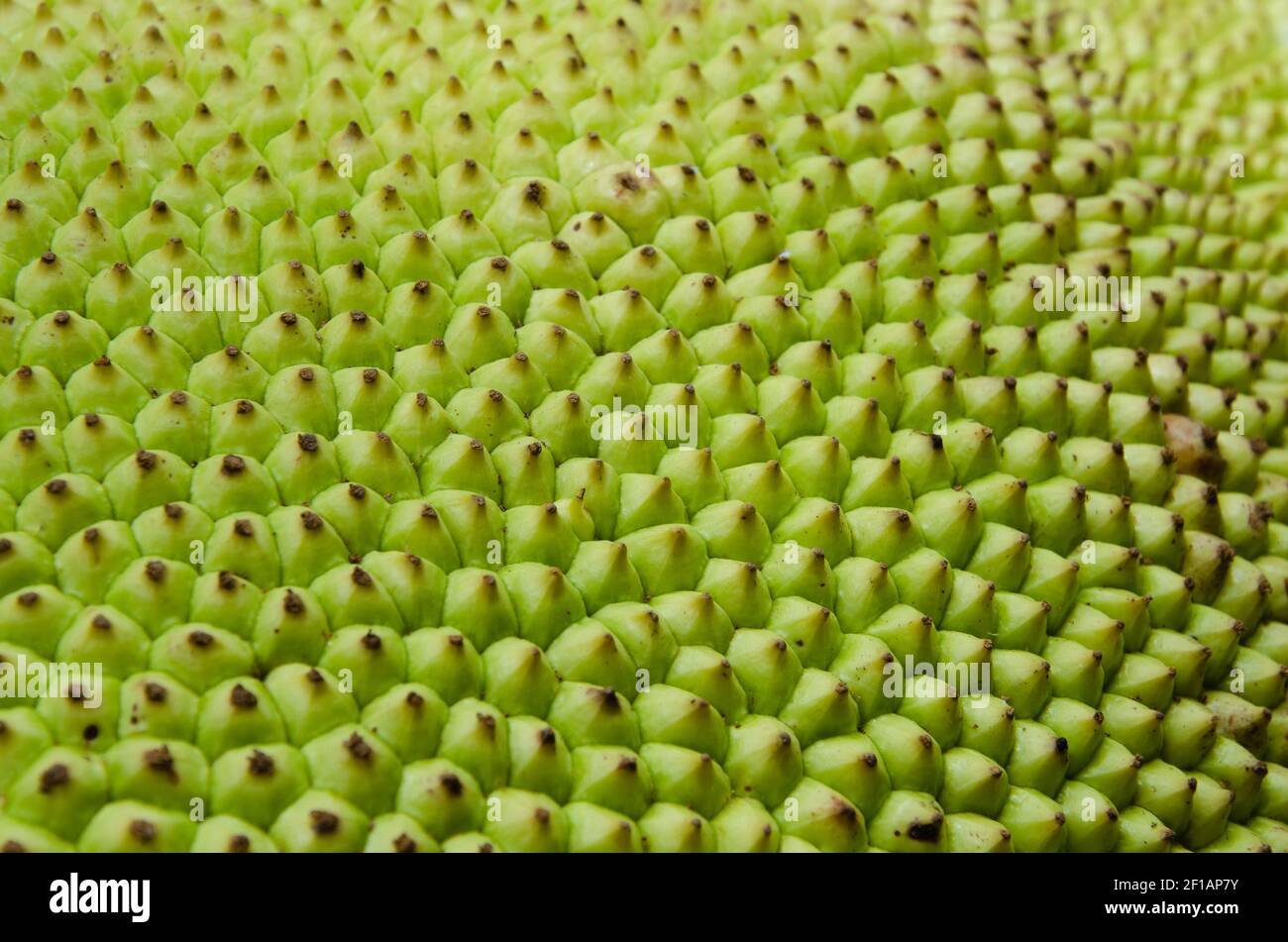 Texture of Green Jackfruit for Natural Background Stock Photo - Alamy