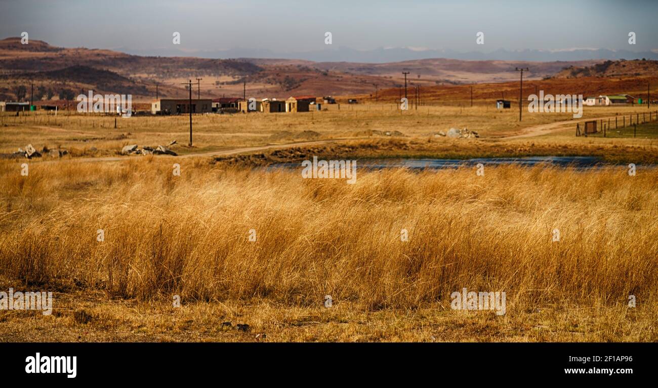 Lesotho cow hi-res stock photography and images - Alamy