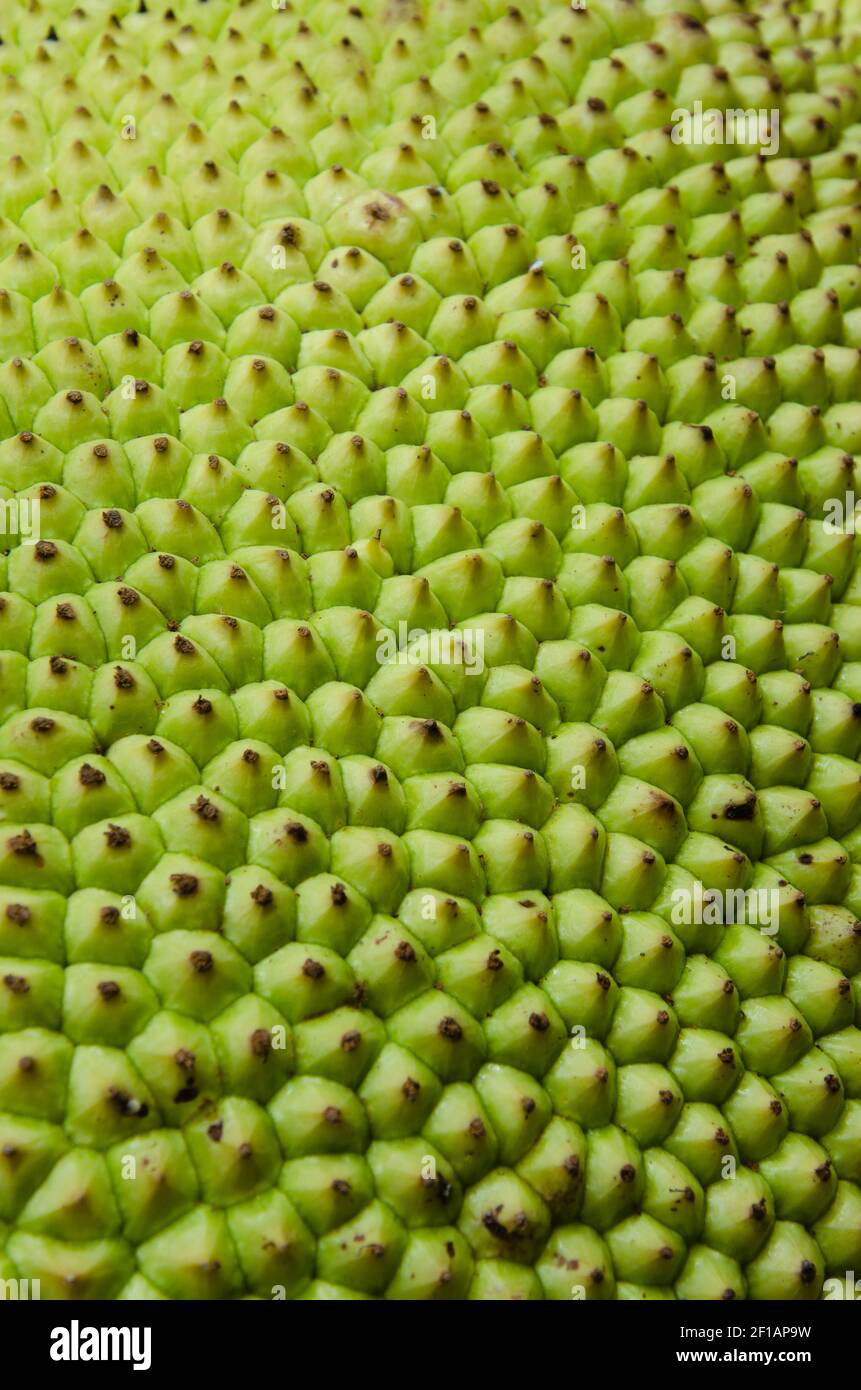 Texture of Green Jackfruit for Natural Background Stock Photo - Alamy