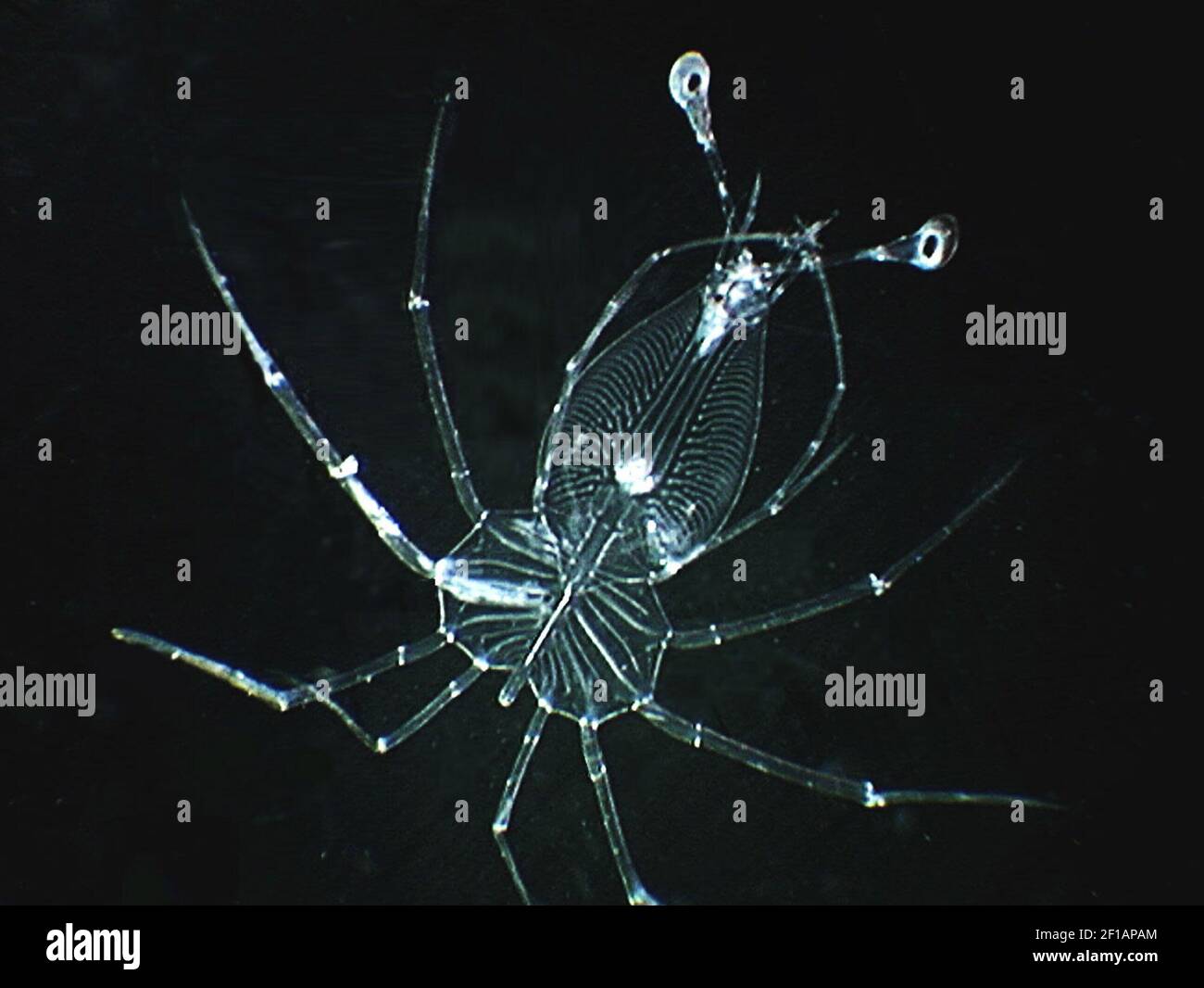 KRT US NEWS STORY SLUGGED: OCEANLIFE KRT PHOTOGRAPH BY KEVIN B. JOHNSON ...