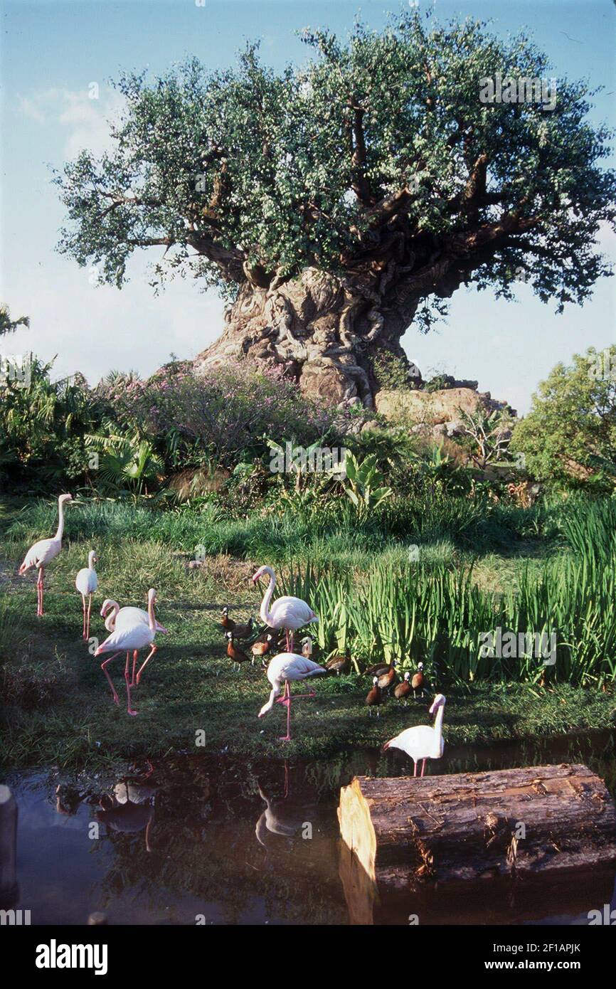 KRT TRAVEL STORY SLUGGED: DISNEYPARK KRT PHOTOGRAPH BY JAY CLARKE/MIAMI ...