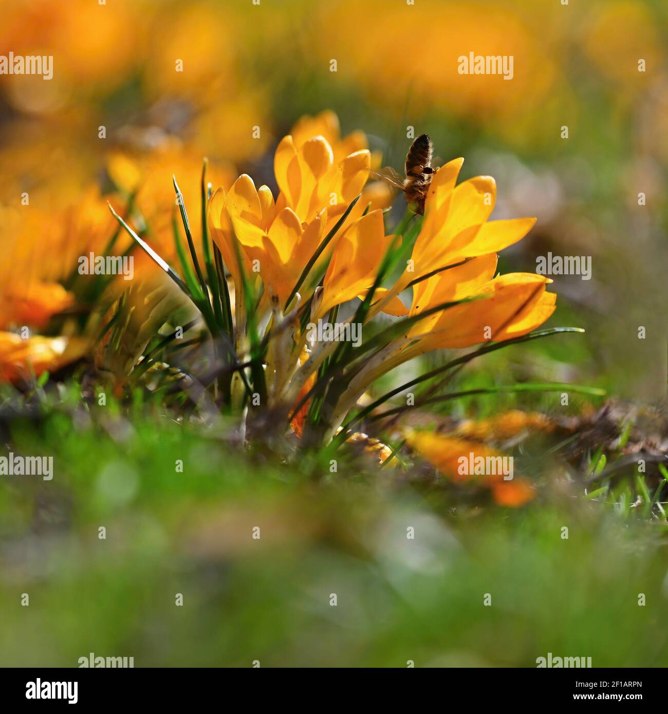 Spring orange flowers. Beautiful colorful first flowers on meadow with ...