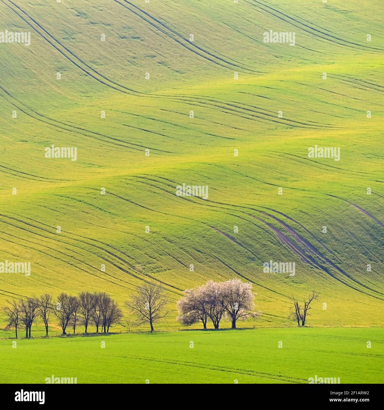 Beautiful spring landscape with green field. Flowering trees. Waves and ...
