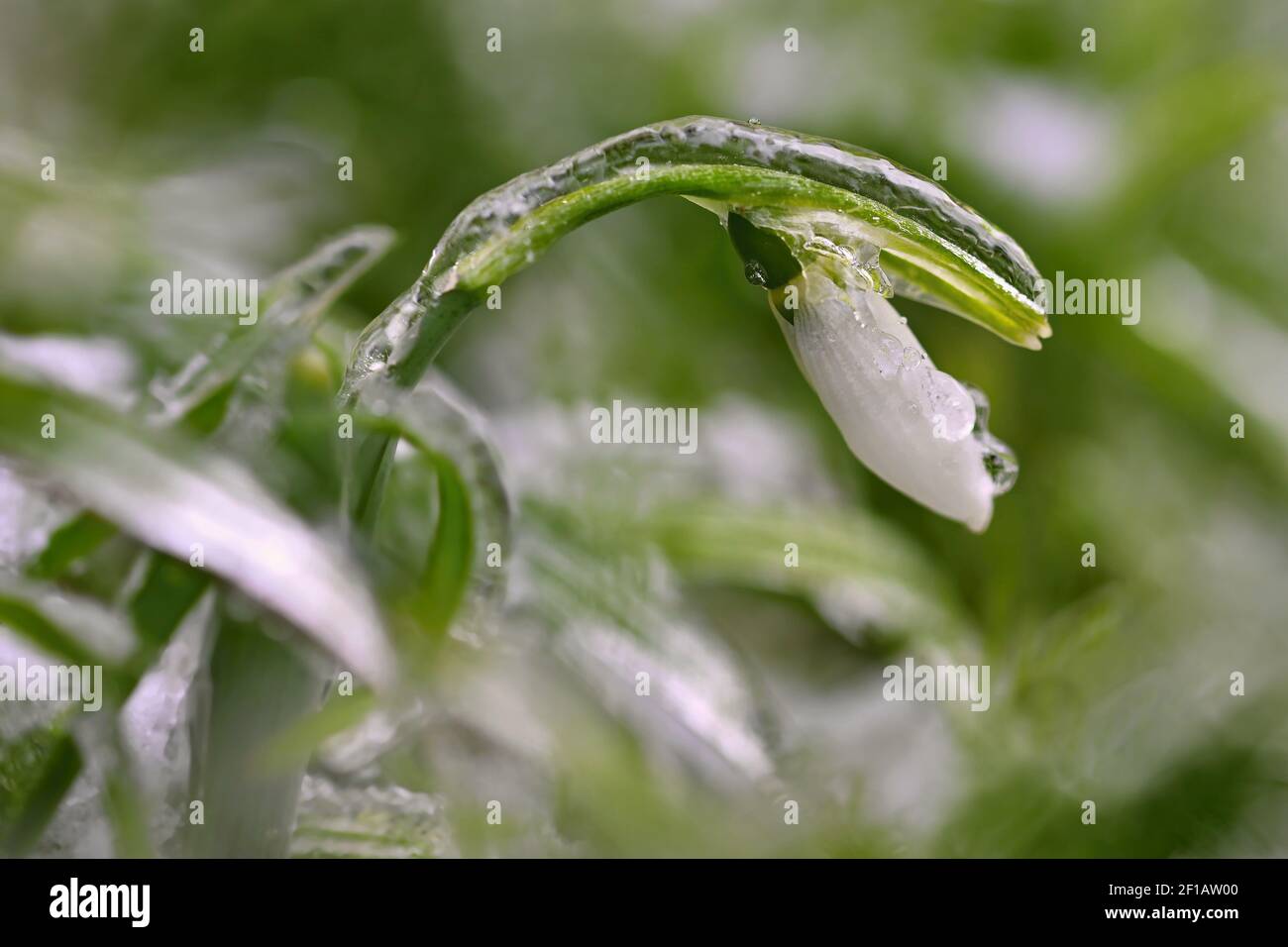 Ice and frozen snowdrops - Beautiful white spring flowers. The first ...
