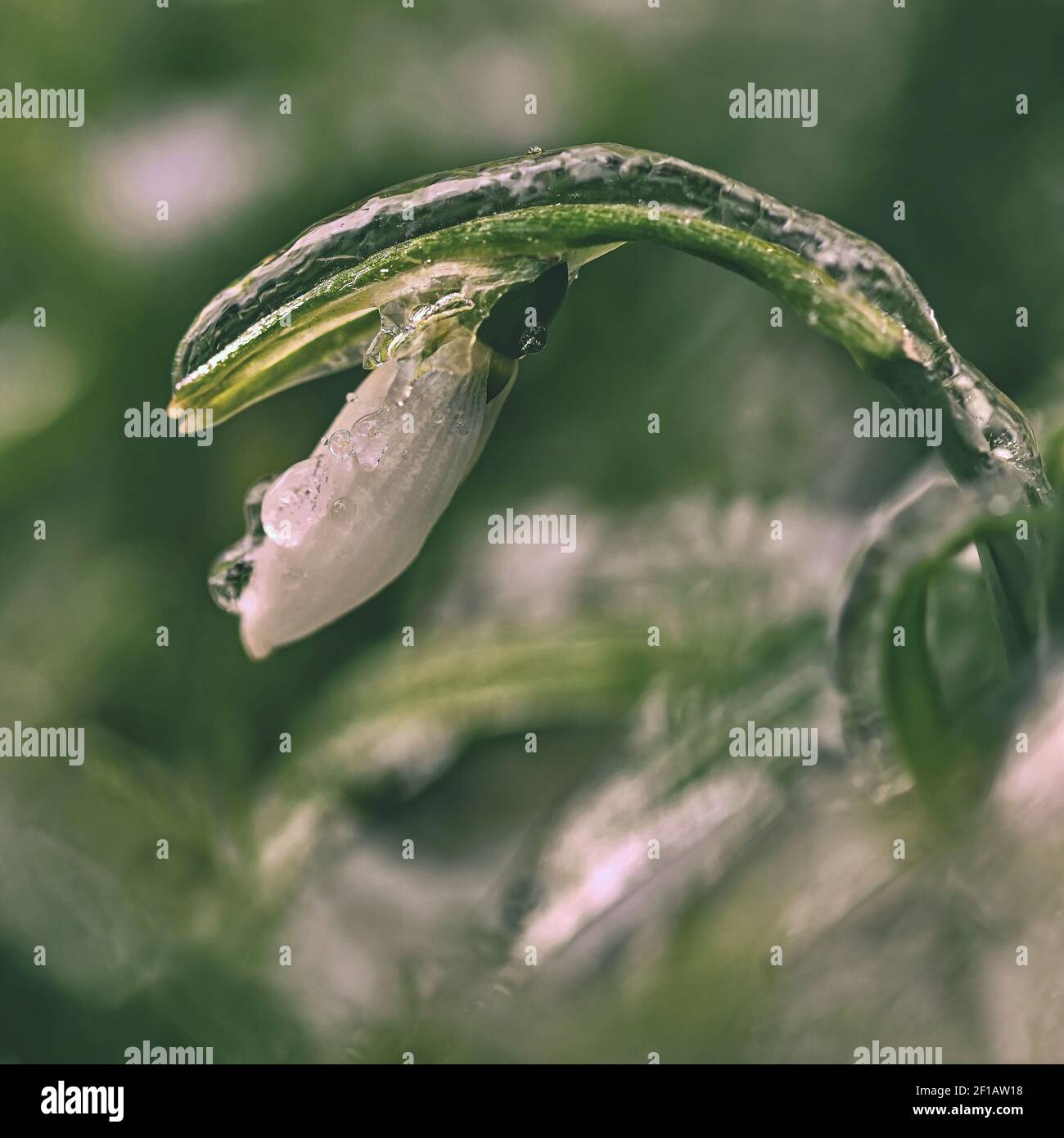 Ice and frozen snowdrops - Beautiful white spring flowers. The first ...