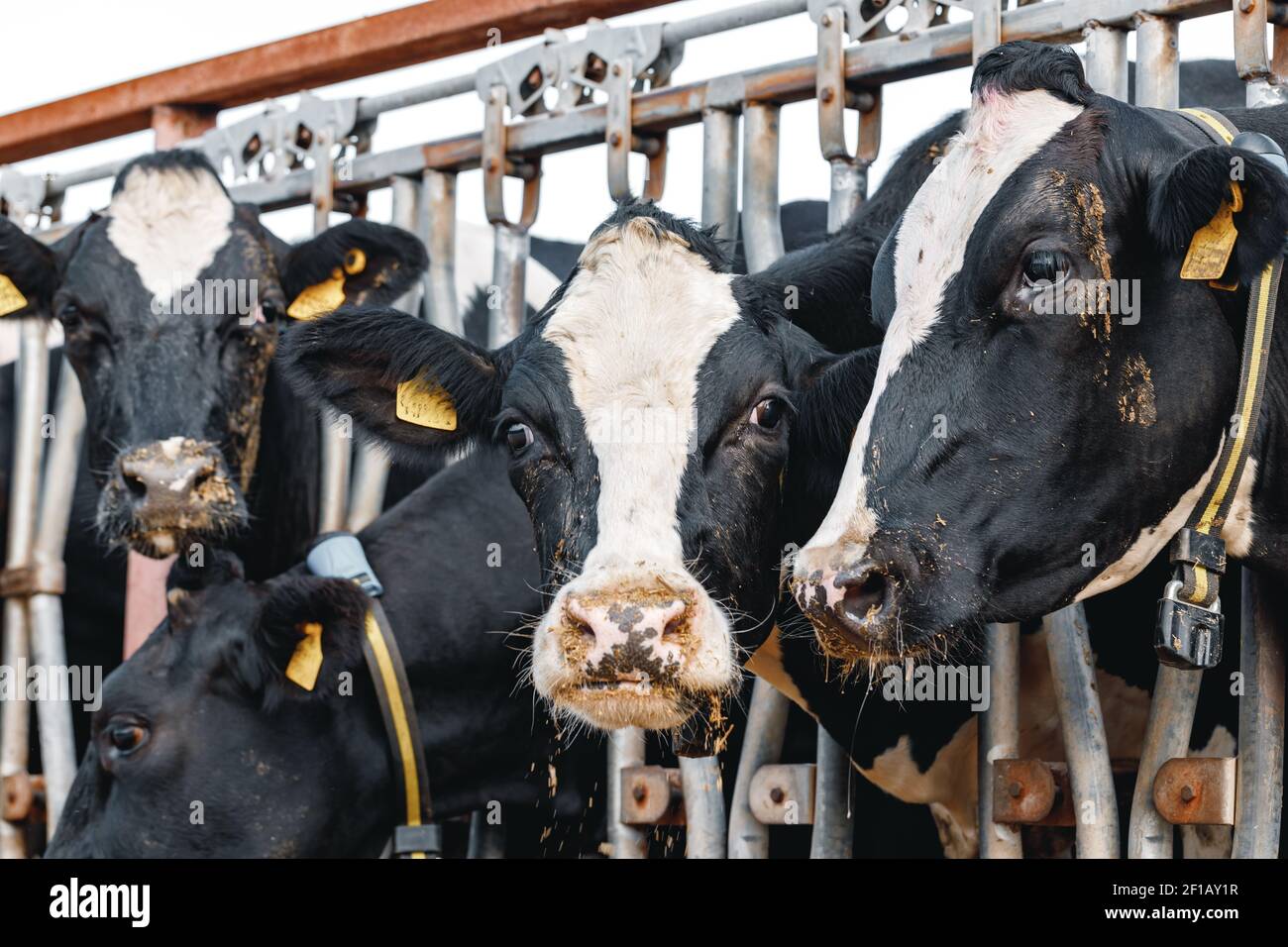Black and white spotty cows on a farm Stock Photo - Alamy