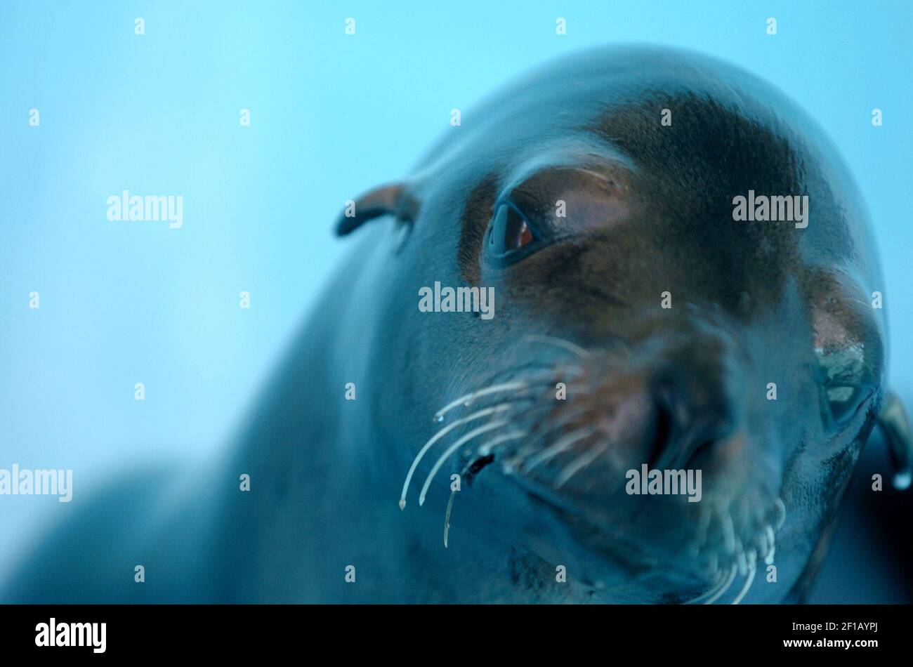 KRT US NEWS STORY SLUGGED: ENV-MARINEANIMALS KRT PHOTO BY ANGEL ...