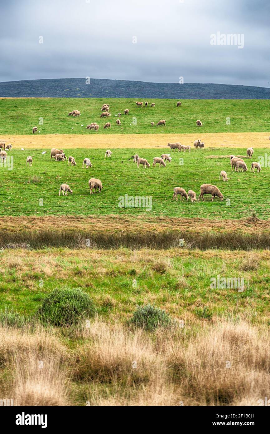 In south africa plant land bush and sheep Stock Photo - Alamy