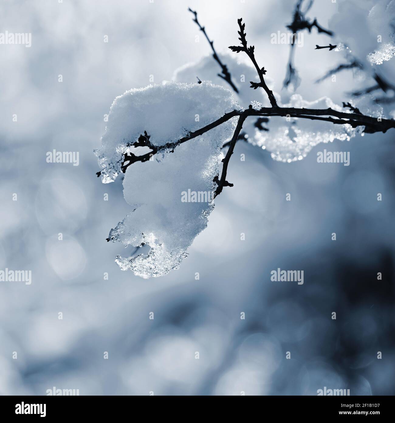 Winter landscape. Frost on branches. Beautiful winter seasonal natural ...