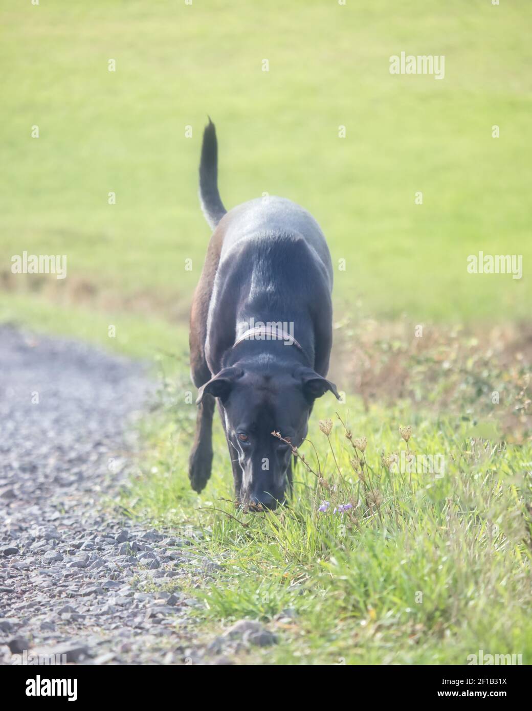 Black labrador retriever dog sniffing the grass beside a road near the ...