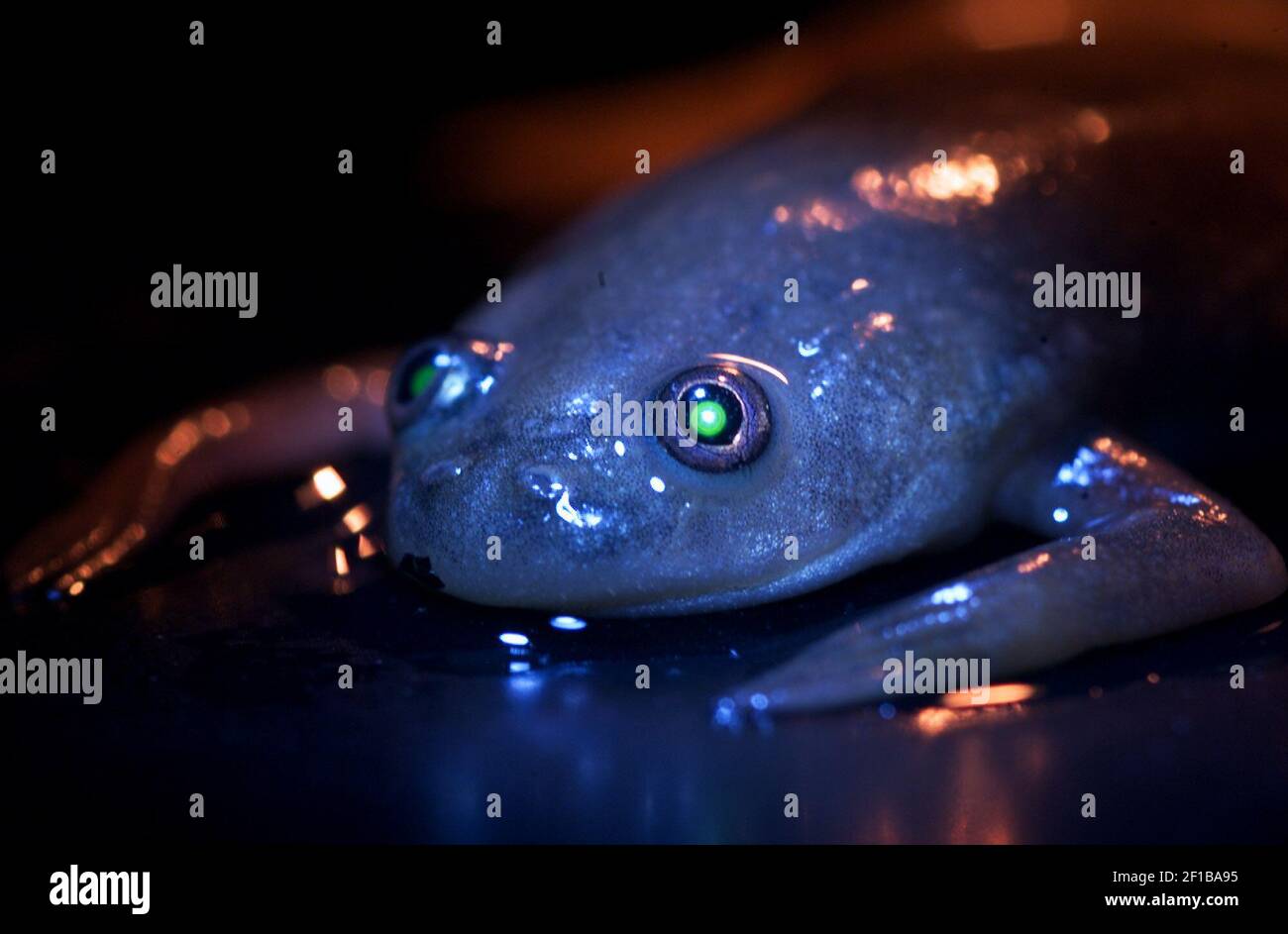 KRT US NEWS STORY SLUGGED: GOODGENES KRT PHOTOGRAPH BY CHUCK KENNEDY ...