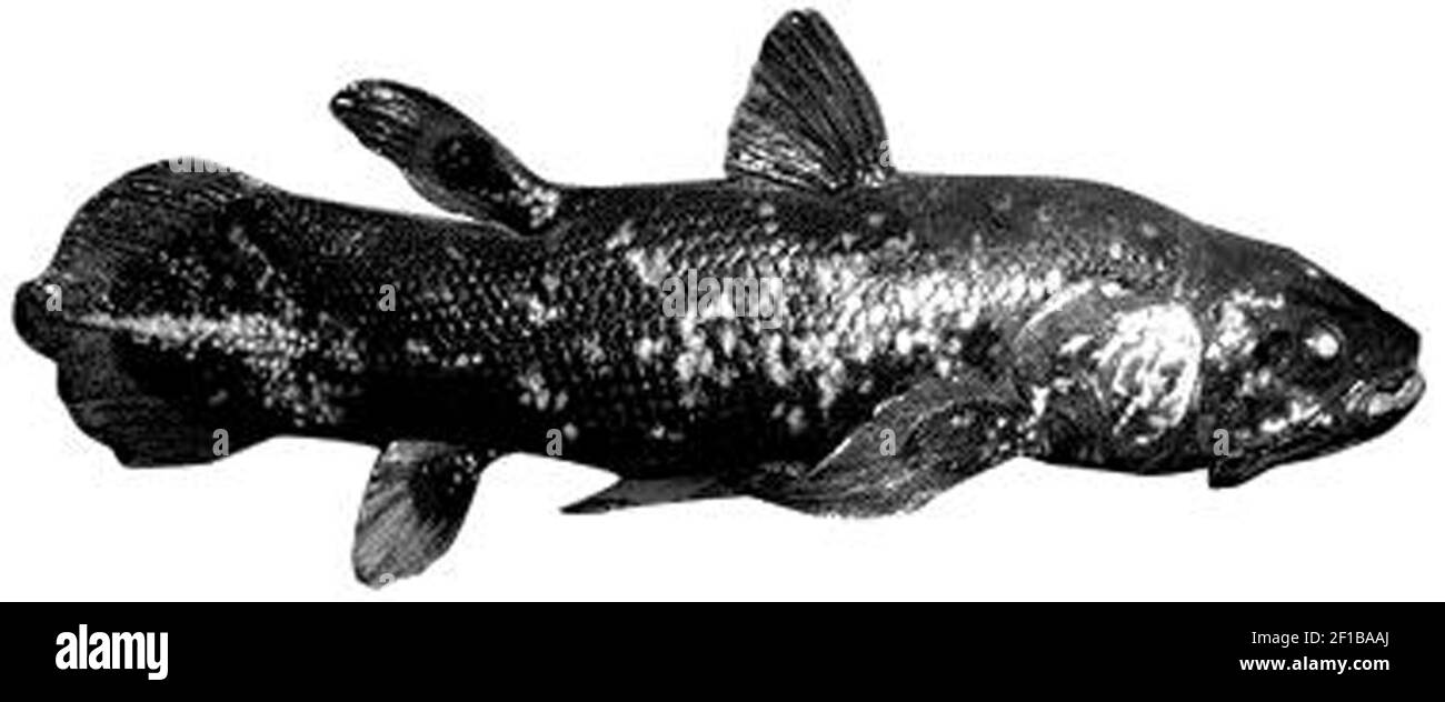 KRT US NEWS STORY SLUGGED: OLDFISH KRT PHOTOGRAPH COURTESY OF THE ...