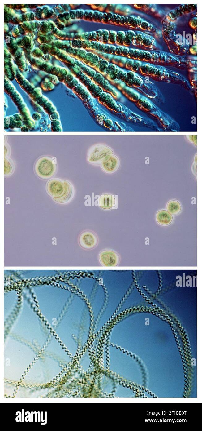 KRT WORLD NEWS STORY SLUGGED: BUGS KRT PHOTOGRAPH BY SUSAN BARNS, Ph.D ...