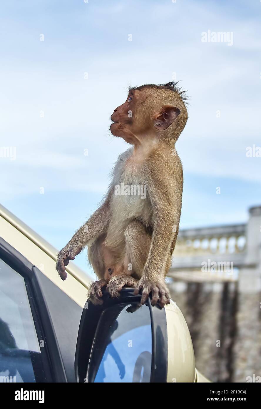 Wild monkey black silhouette hi-res stock photography and images - Alamy