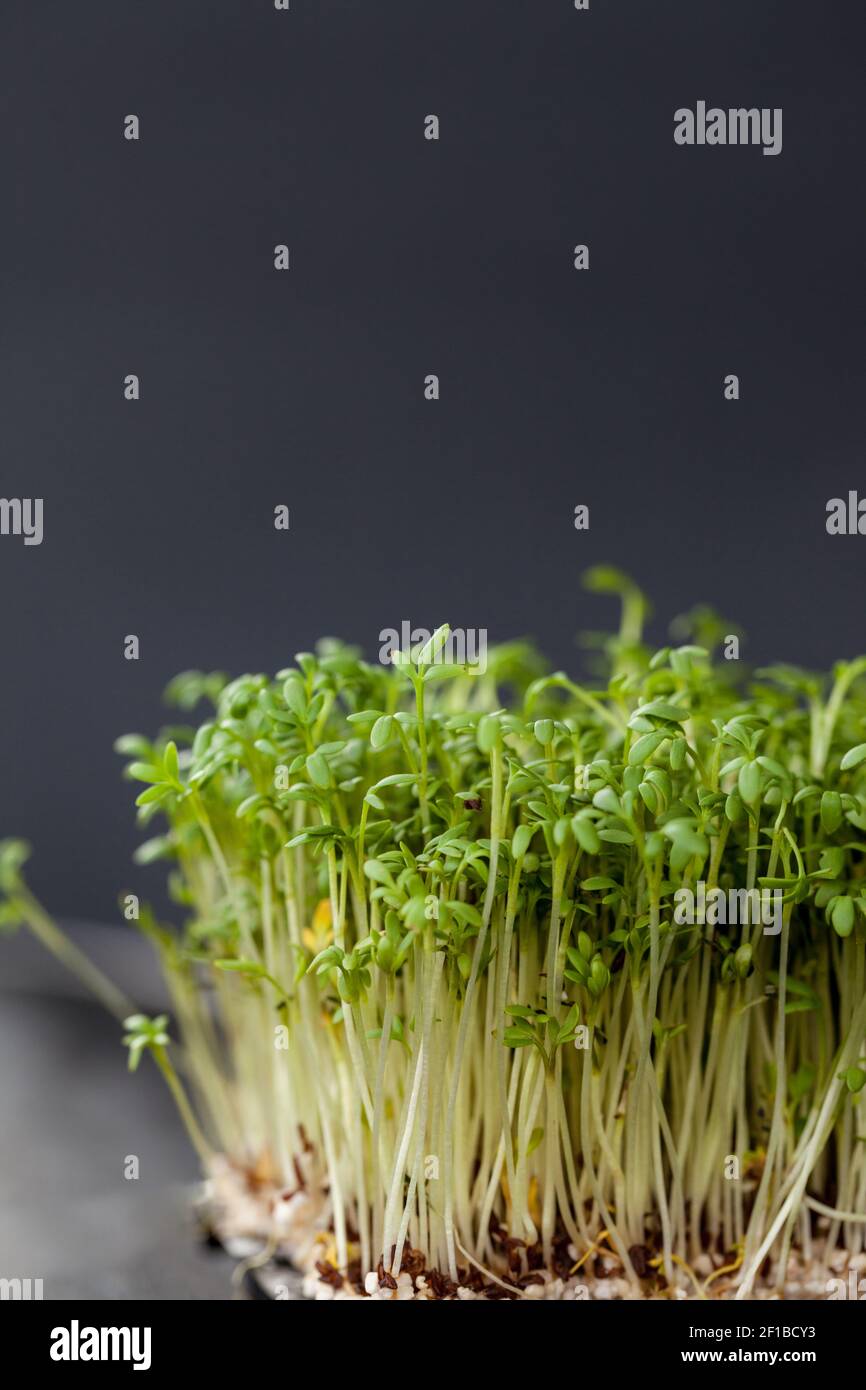 Cress seedlings hi-res stock photography and images - Alamy