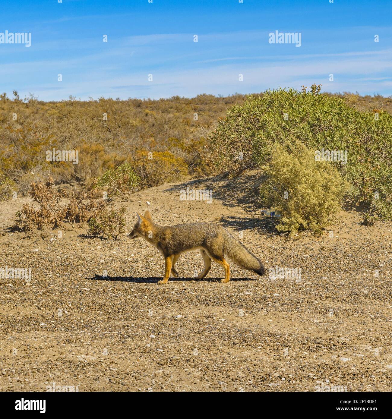 Argentina fox hi-res stock photography and images - Alamy