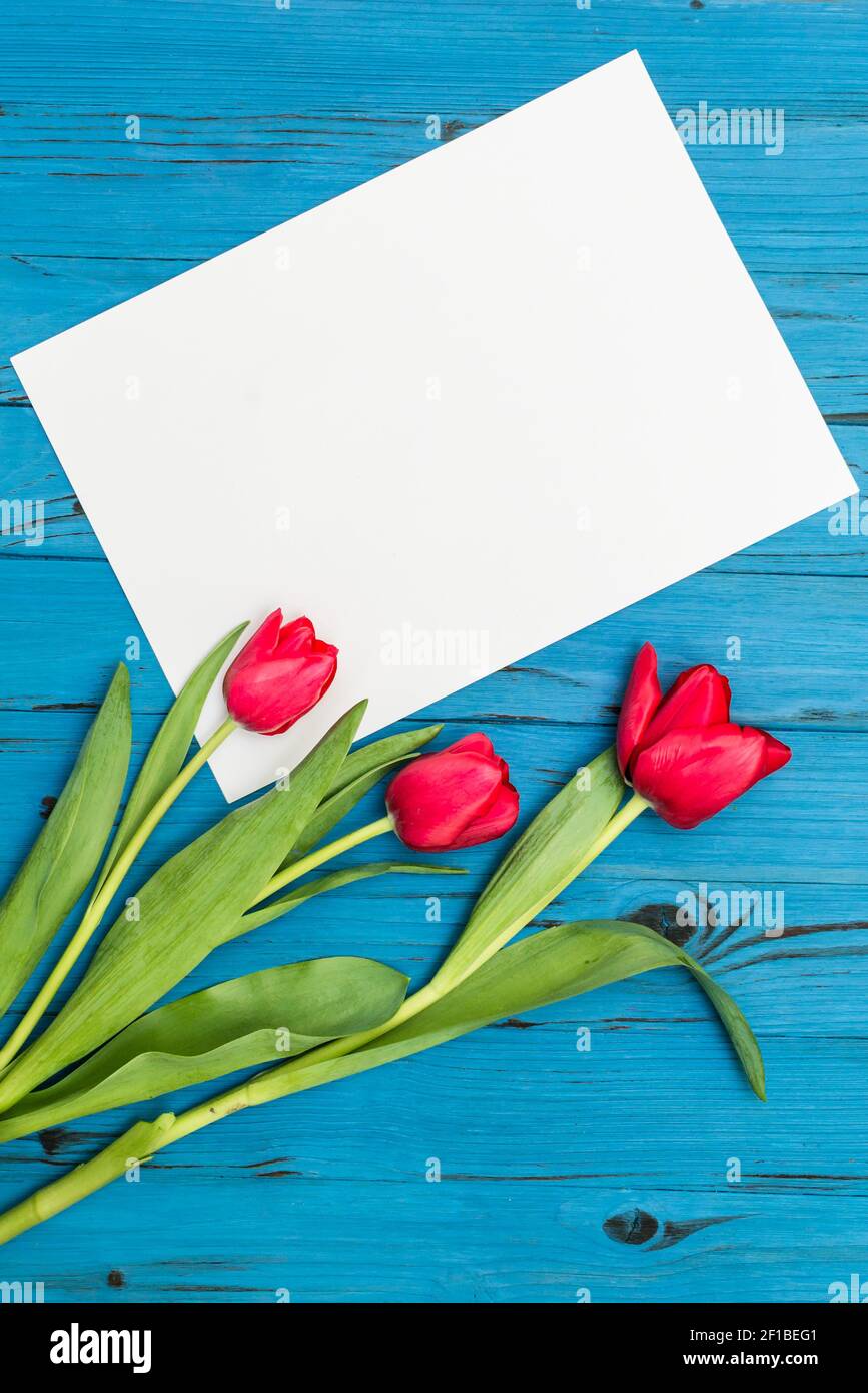 Red tulips on a blue wooden board Stock Photo - Alamy