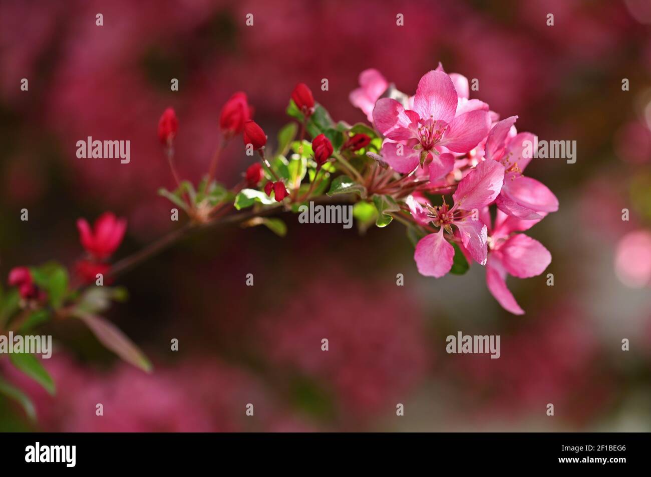 Spring background. Beautiful flowering tree with natural colors ...