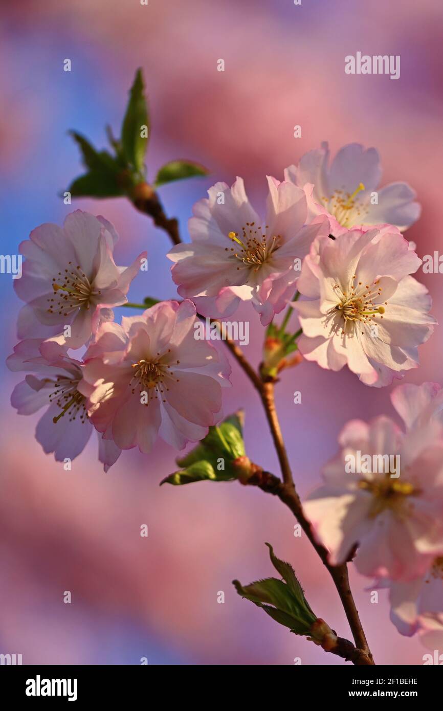 Spring background. Beautiful flowering tree with natural colors ...