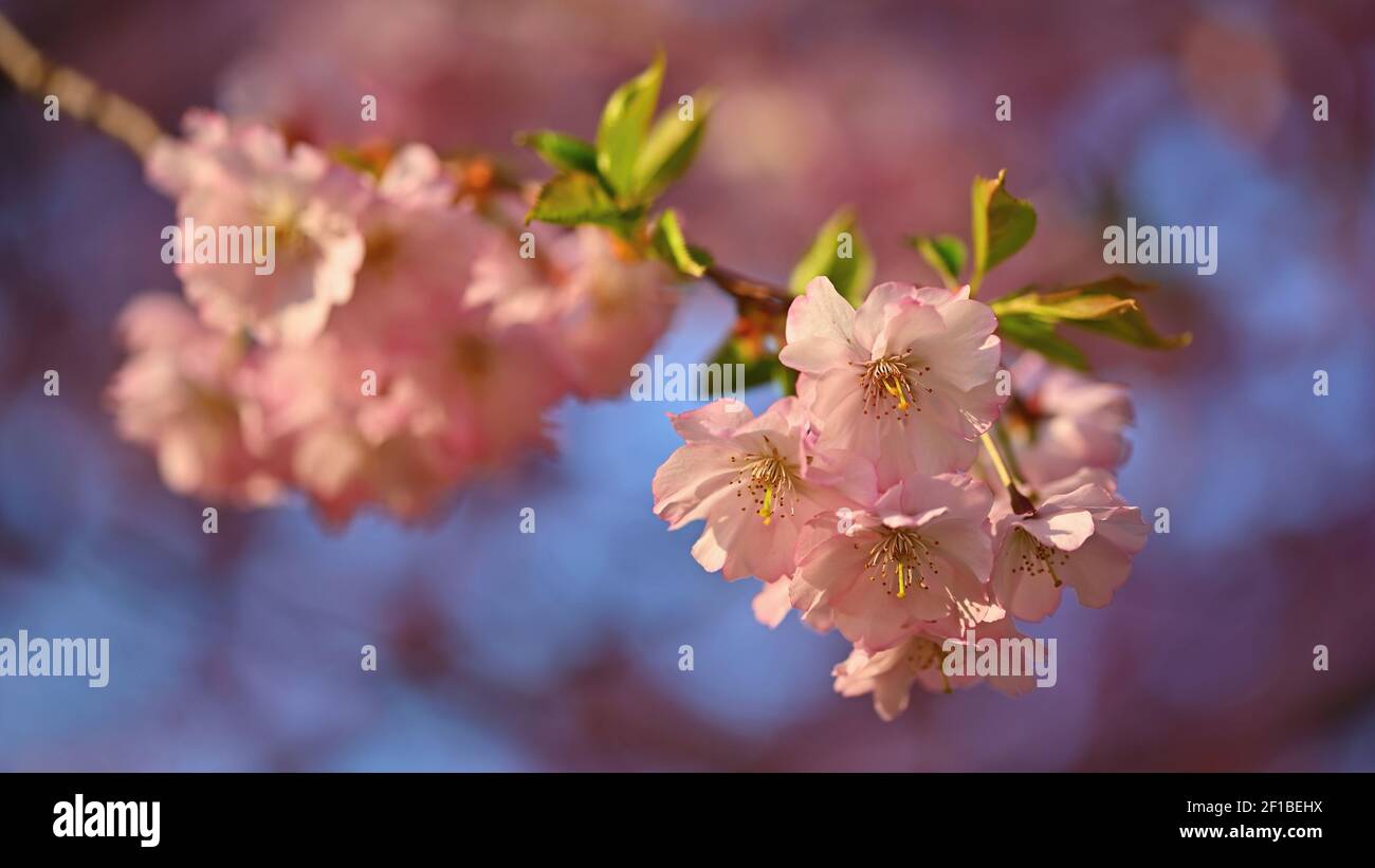 Spring background. Beautiful flowering tree with natural colors ...