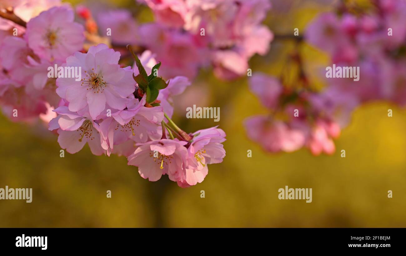 Spring background. Beautiful flowering tree with natural colors ...