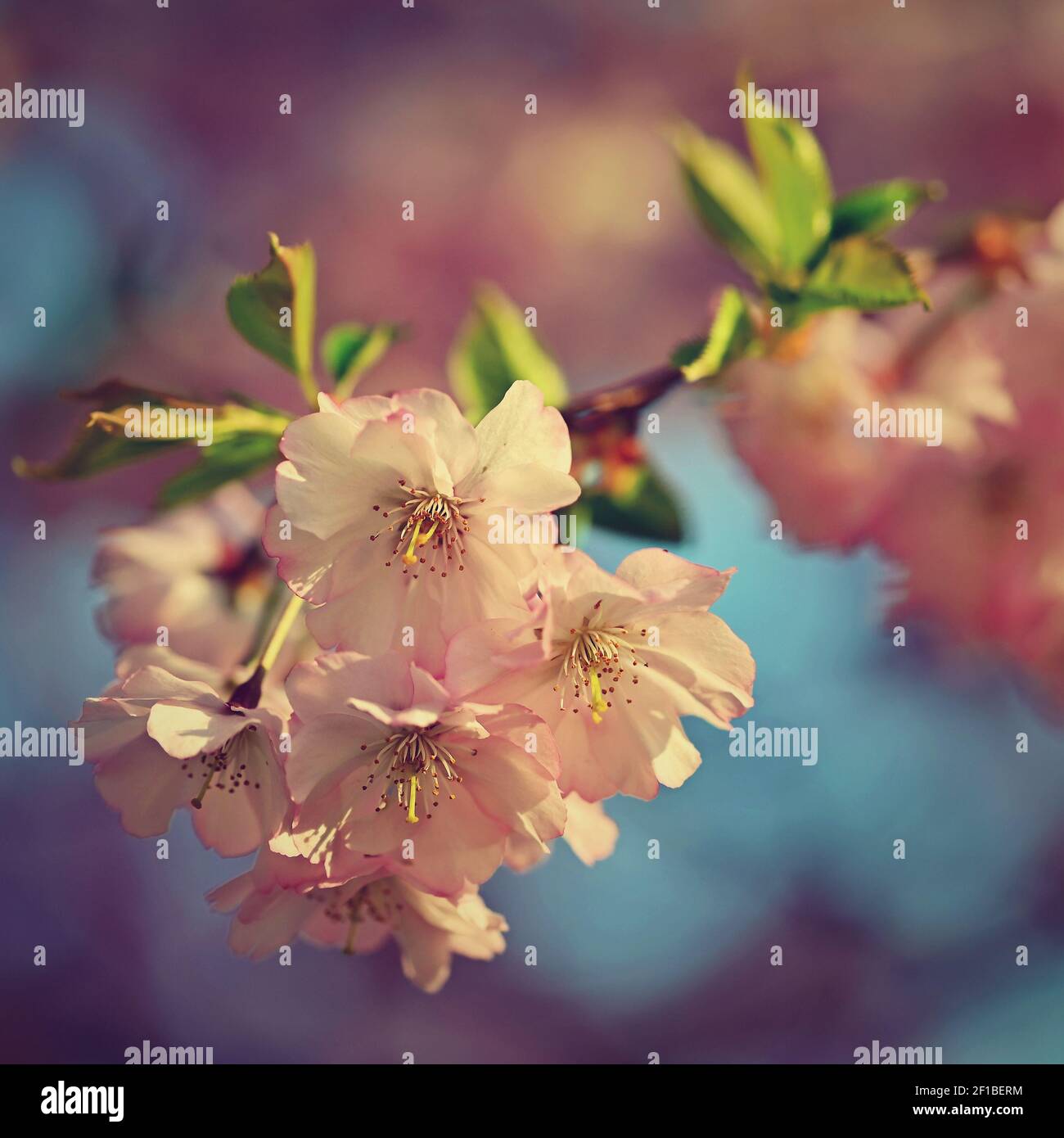 Spring background. Beautiful flowering tree with natural colors ...