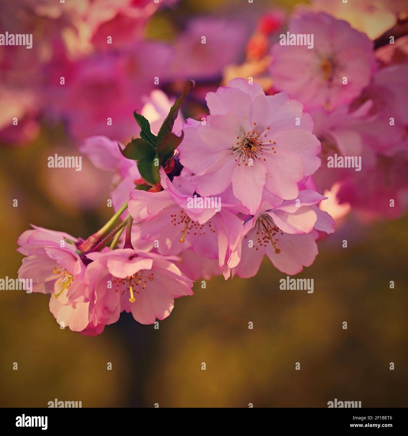Spring background. Beautiful flowering tree with natural colors ...