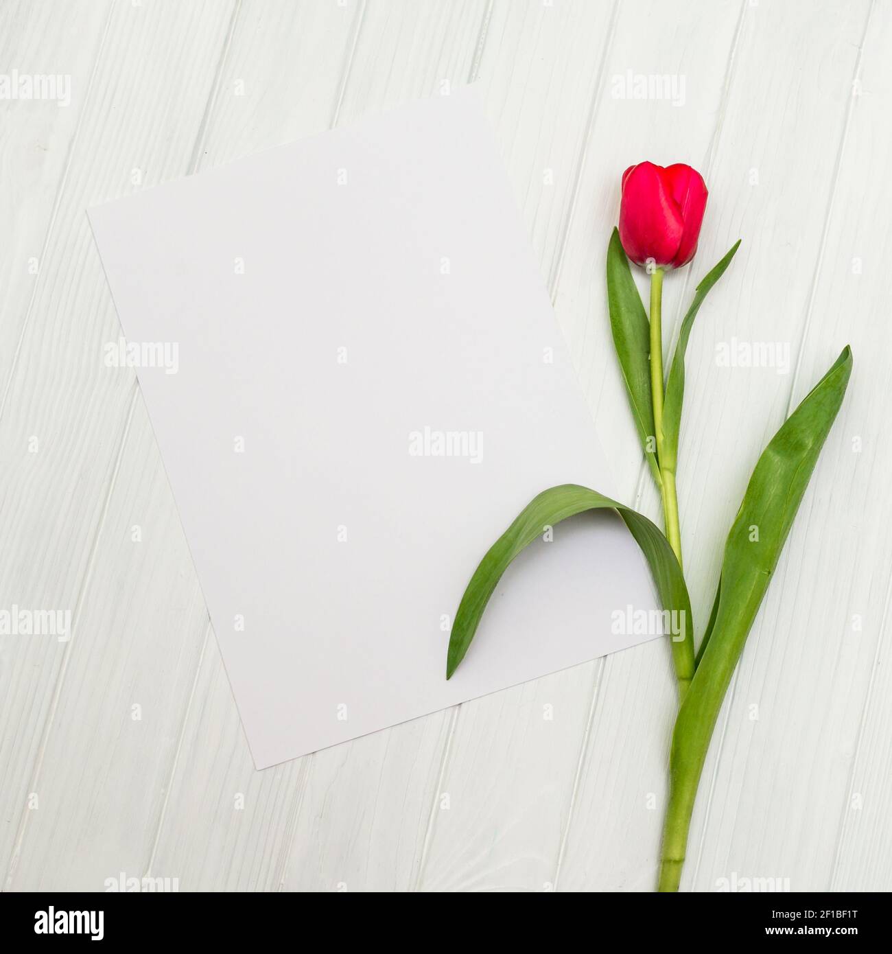 Red tulip on a white wooden board Stock Photo - Alamy