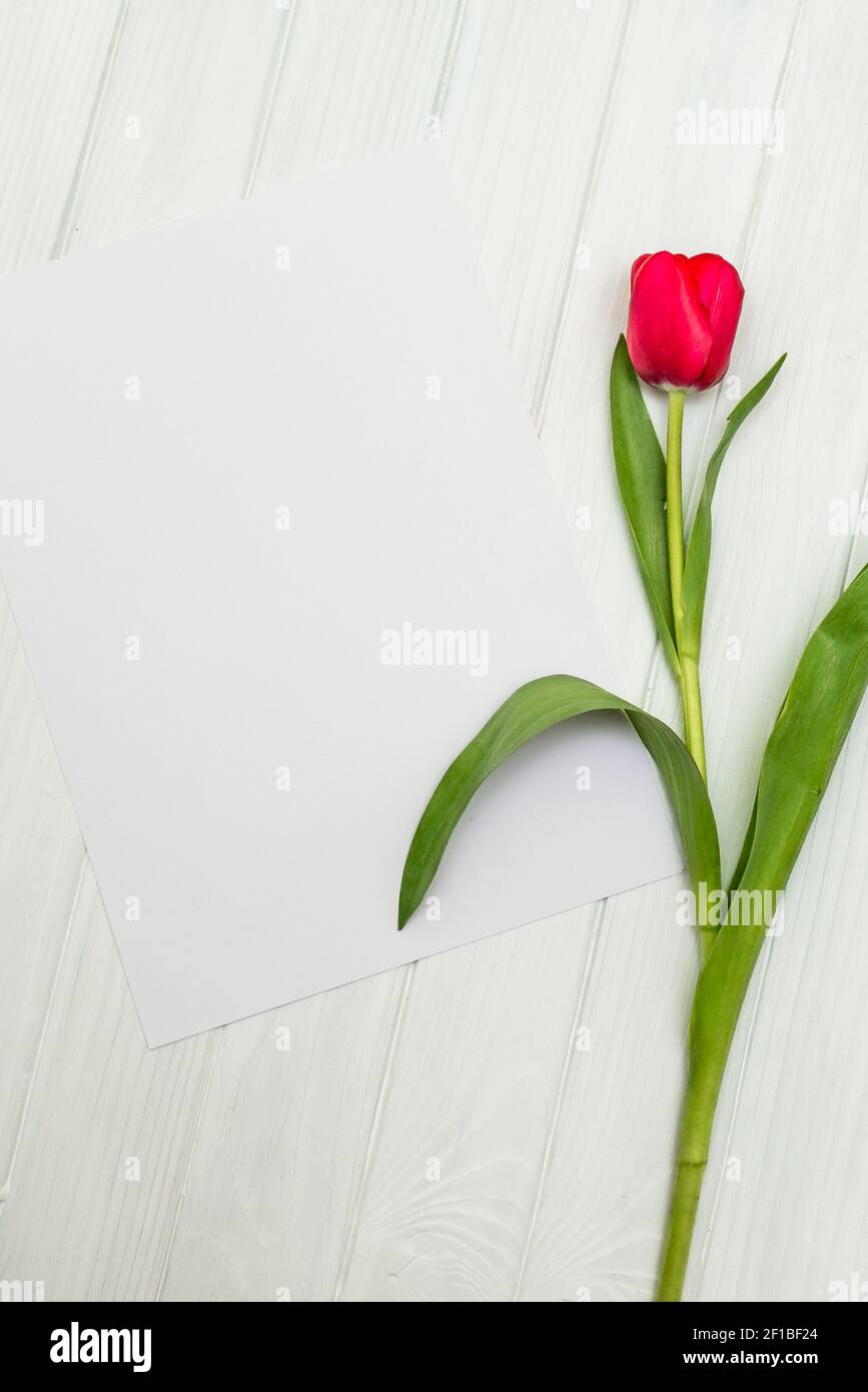 Red tulip on a white wooden board Stock Photo - Alamy