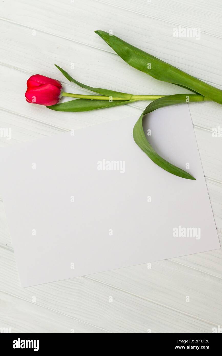 Red tulip on a white wooden board Stock Photo - Alamy