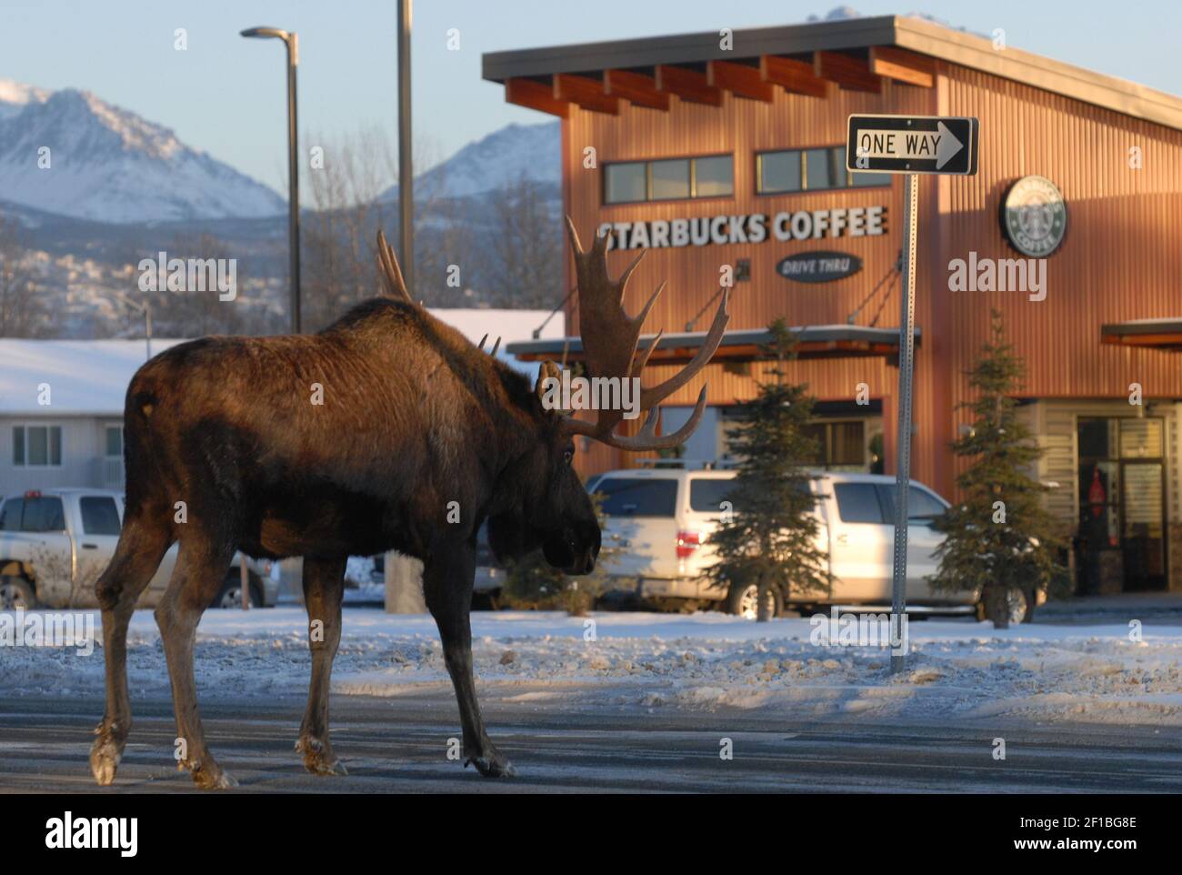 Alaska moose crossing the street hi-res stock photography and images ...