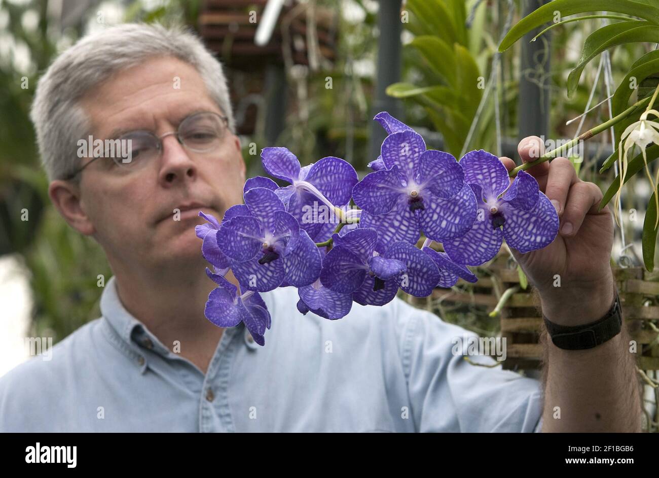 Nursery owner Tom Purviance checks a Vanda Roongprak Blue orchid ...